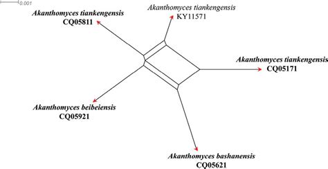 Results Of The Pairwise Homoplasy Index PHI Test Of Closely Related Download Scientific
