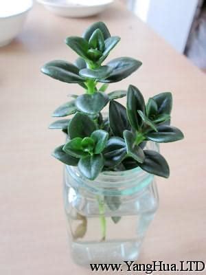 金魚吊蘭能水培嗎 養花網