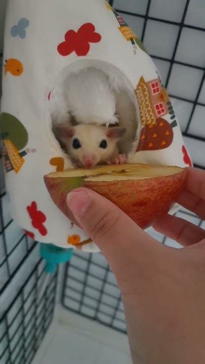 이름을 지어주세요안에 한마리 더 있으니 그아이도 이름을 지어주세요 Youtube