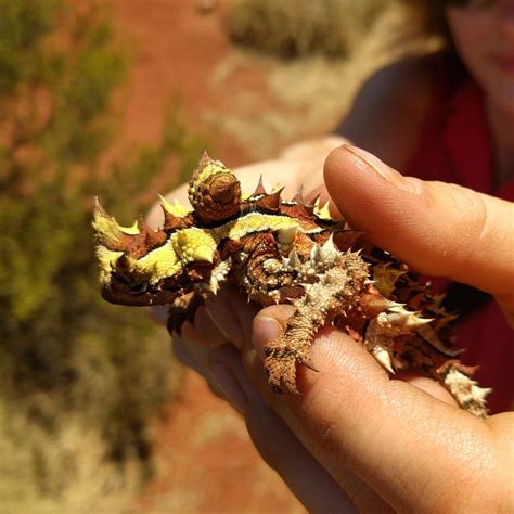 Great Horny Toads Rreptiles