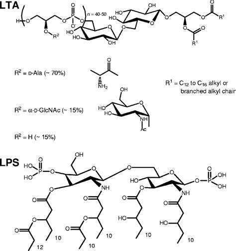 Structures Of Lta And Lps Showing Physicochemical Similarities Anionic