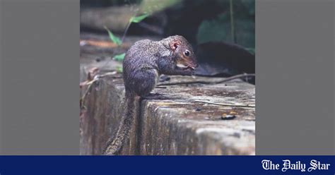 Tree Shrew The Daily Star