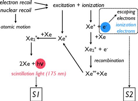 Schematic Of Scintillation Production In Two Phase Xenon Detector Ref Download Scientific