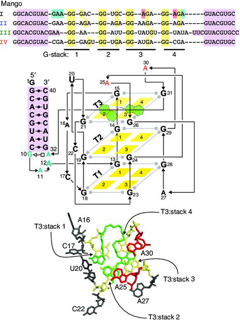 Rna Mango Aptamers Core Sequences Colour Coded Alignment Of Rna Mango