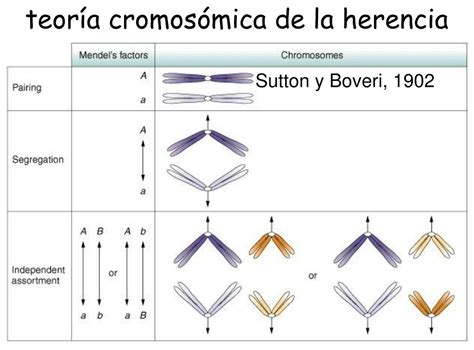 Herencia Cromosómica La Teoría Que Explica La Transmisión De Los Genes