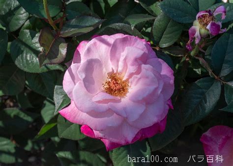 アブラカダブラ バラ百科