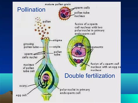Pollen Stigma Interaction Ppt