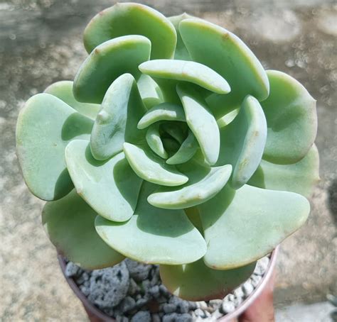 Echeveria Peach Candy Laui X Raspberry Ice Rsucculents