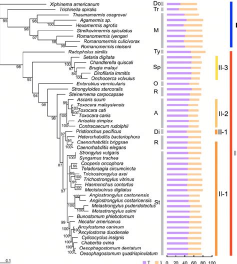 Phylogenetic Tree Of Nematode Mitochondrial Mt Amino Acid Sequences