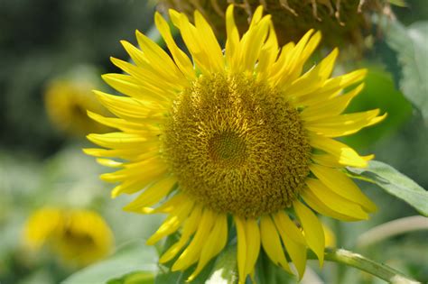 太陽の花 By みけ （id：8895992） 写真共有サイトphotohito