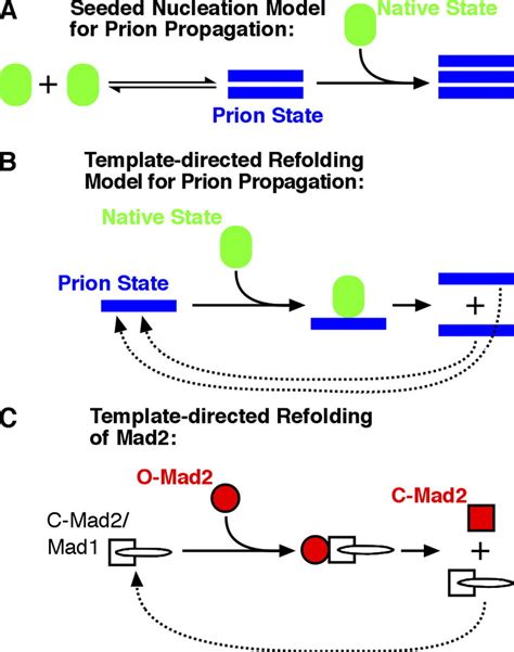 Comparing The Mad2 Conformational Switching Reaction To Models For