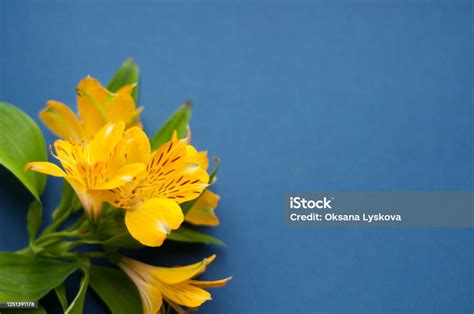 아름다운 알스트로에메리아 꽃 파란색 배경에 노란색 꽃과 녹색 잎 페루 백합 텍스트 공간이 있는 상단 보기입니다 0명에 대한 스톡