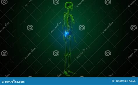 3d Illustartion Of Human Skeleton Hip Bone Anatomy Stock Illustration
