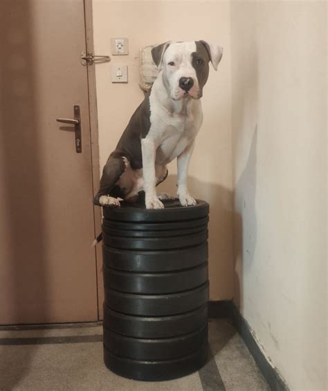 Tihomir Trifonov On Linkedin Ако нямате желание за тренировки