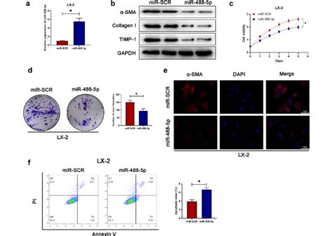 Mir 488 5p Regulates Cellular Proliferation Apoptosis And Activation