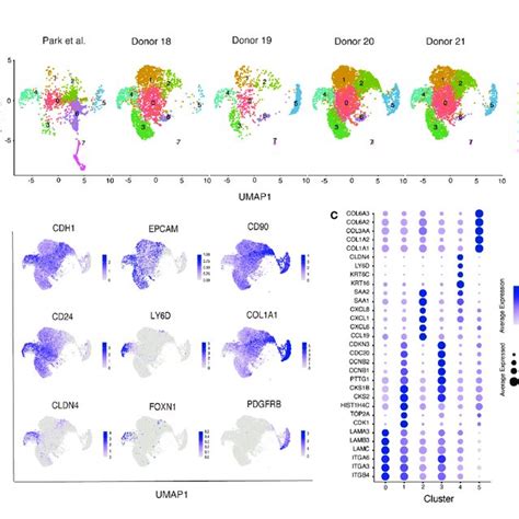Singe Cell Rna Sequencing Of Neonatal Human Thymus Derived Monolayer Download Scientific