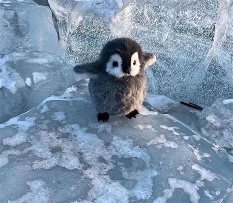 Cute Penguin Sitting On Ice Covered Rock
