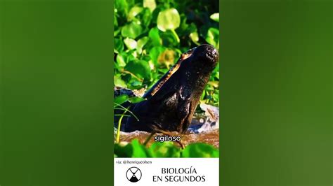 Jaguar Vs Caimán Shorts Viral Animals Youtube