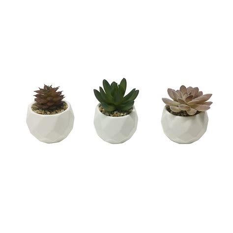 Mini Geometirc Succulent Multi Lines International Company Limited
