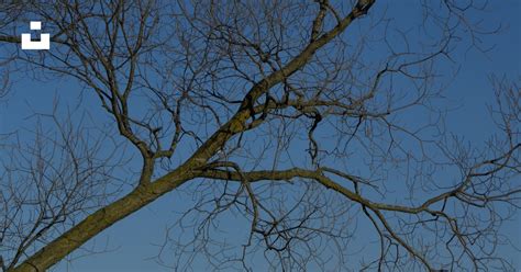 나뭇잎이 없는 나무와 배경에 푸른 하늘 사진 Unsplash의 무료 나무 이미지