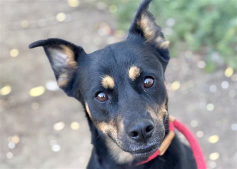 Shining Sunni The Shepherd Mix — Found As A Stray And Ready To Brighten