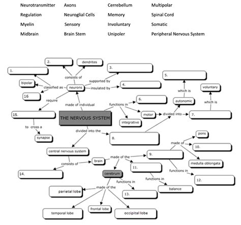 Nervous System Concept Map Template Lucidchart Vrogue Co