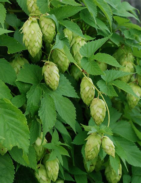 Hop Plant Identification