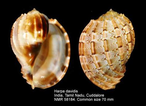 Harpa Davidis Alchetron The Free Social Encyclopedia