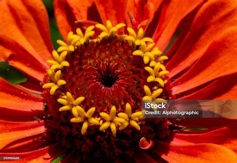 A Close Up Of A Zinnia With Orange Flower And Yellow Florets In