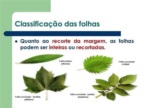 Classificação Das Folhas