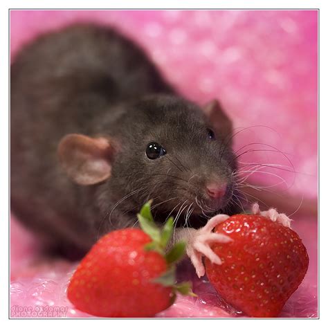 Fruit Tree Rats At Judy Roybal Blog