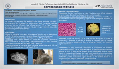 Caso Clínico Criptococosis En Felino Vet Market