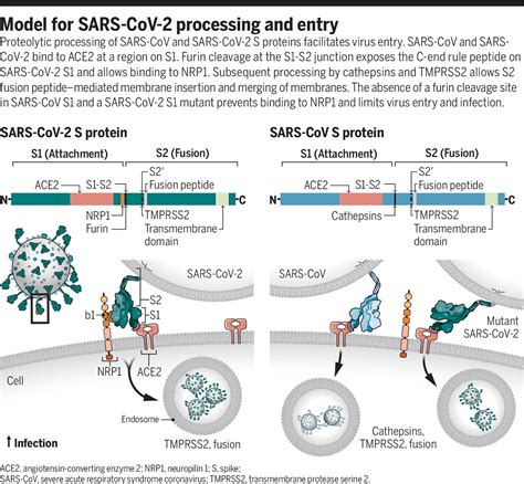 Enhancing Host Cell Infection By Sars Cov 2 Science