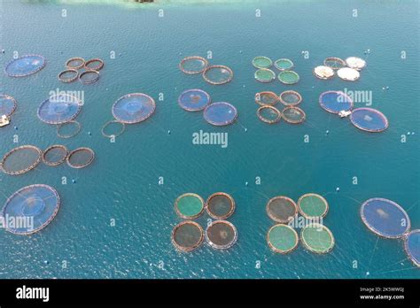 Aquaculture Fish Industry Fish Farming Sea Bass And Sea Bream Growing