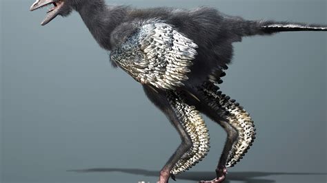 What Dinosaur Looks Like A Bird Uncover Avian Ancestors