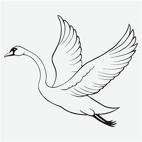 Swan Flying Illustration