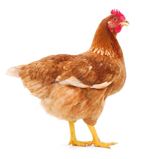 Gallina De Brown Aislada Imagen De Archivo Imagen De Hembra 137137427