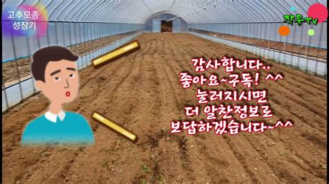 고추농사 2편 모종 짱짱하게 기르기 영양제 살포 Youtube