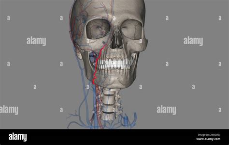 The Facial Artery Is A Branch Of The External Carotid Artery That