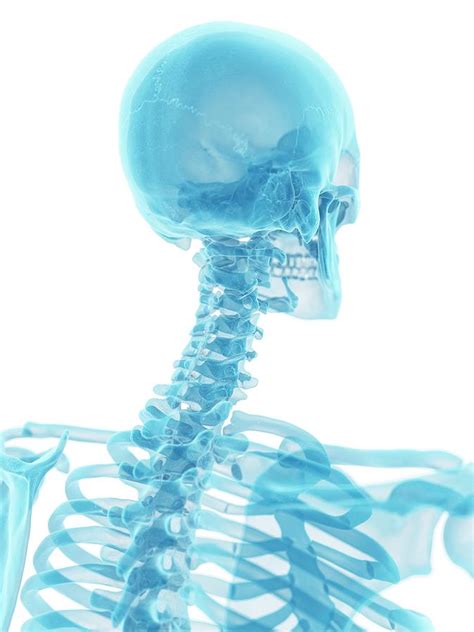 Human Skull And Neck Photograph By Sciepro
