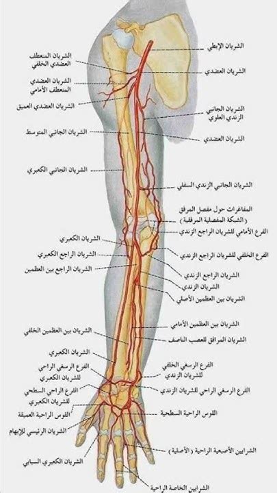 شرح عظام اليد Youtube