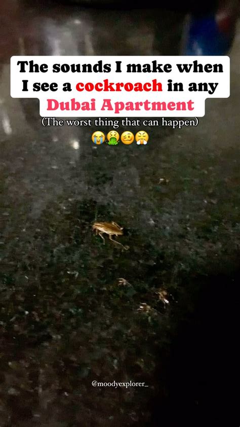 Explore Arabia Are You Also Afraid Of Cockroaches 🪳 😭😭😭😭😭