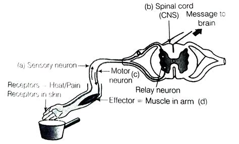 Label The Parts A B C And D And Show The Direction Of Flow O