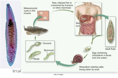Comprehensive Guide To Phylum Platyhelminthes And Nematoda Structure Life Cycle And Parasitic