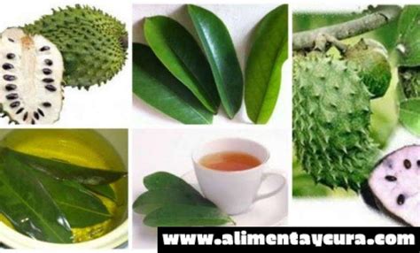Forma Correcta De Preparar El Té De Hojas De Guanábana Para Matar Las