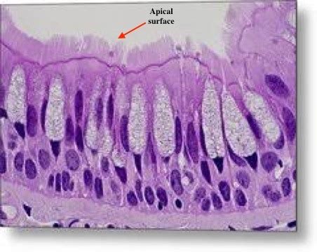 Epithelial Tissue Flashcards Quizlet