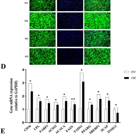 Effects Of Pdia3 Overexpression And Knockdown On Synthesis And