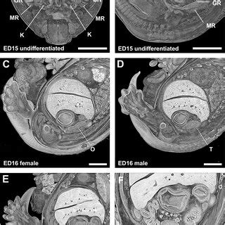 Sex Specific Development Of Genital Organs A B View From Ventrally Download Scientific