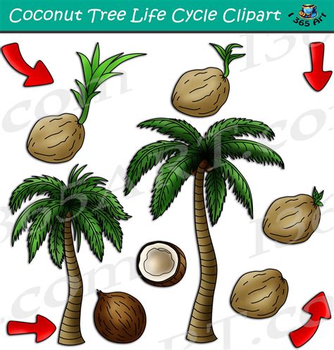 Coconut Tree Life Cycle Clipart Set Download Clipart 4 School Tree