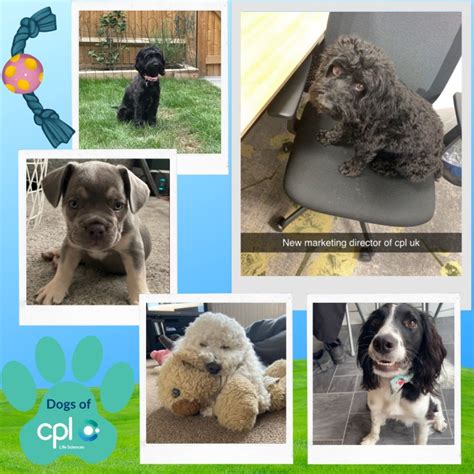 Cpl Life Sciences On Linkedin Dogsofcpl